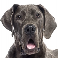 Alano: carattere, caratteristiche, alimentazione | Bauzaar.it