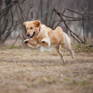 La rabbia del cane: sintomi e cura