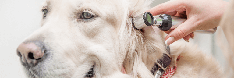 L'otite nel cane: sintomi, cure e rimedi | Bauzaar.it