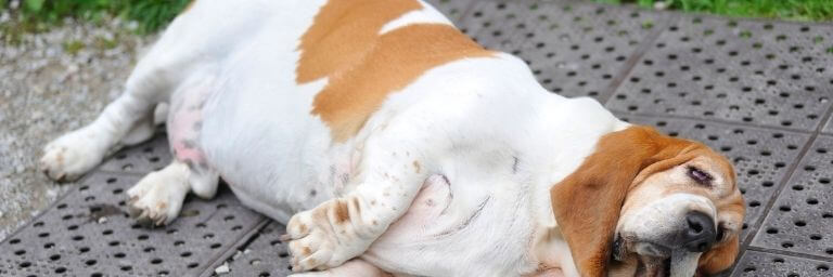 Cane obeso: cause, conseguenza e dieta