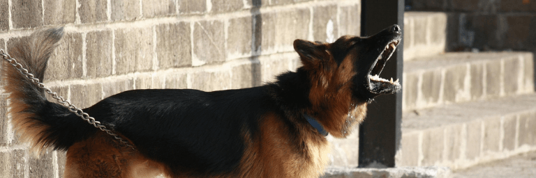 Rabbia nel cane: malattia infettiva | Bauzaar