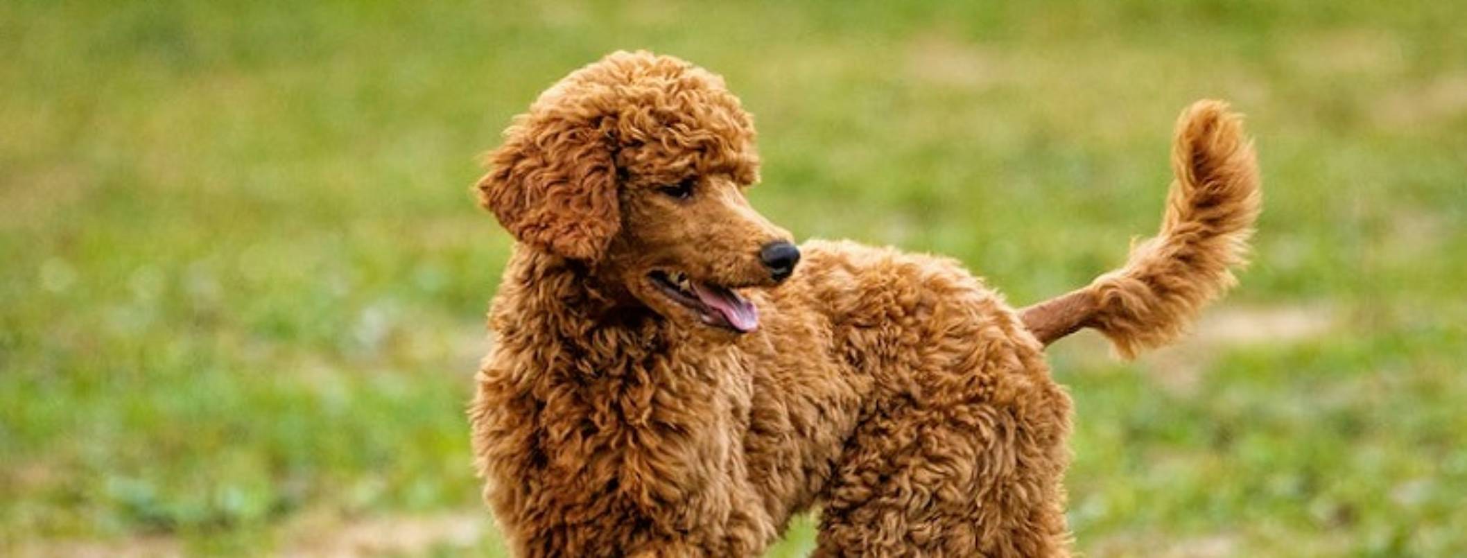 Barbone: tutto su un cane intelligente, reattivo e fedele | Bauzaar.it