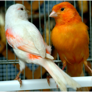 Cosa sapere sui canarini? | Bauzaar.it